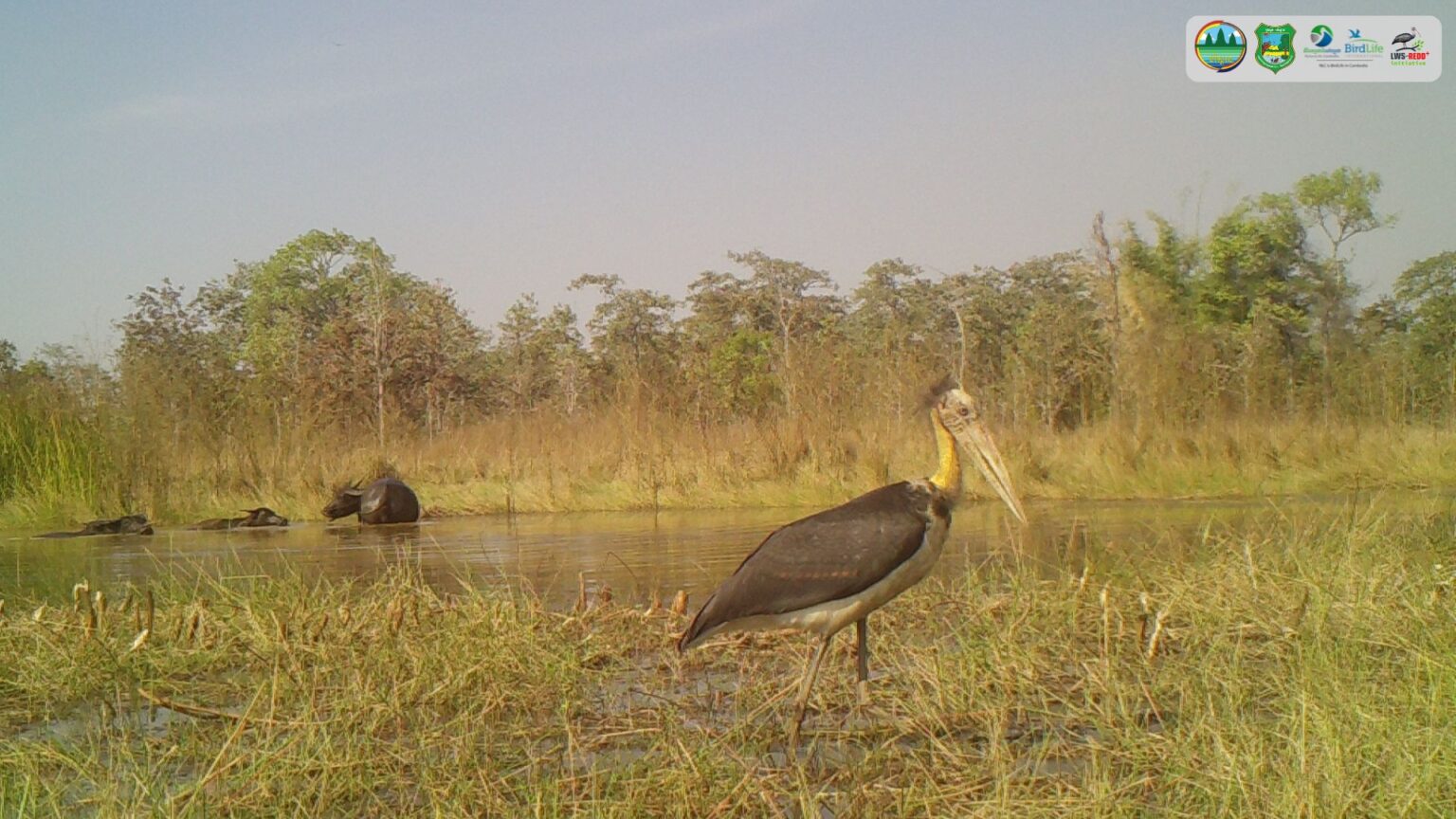 Trapaeng in Lomphat Wildlife Sanctuary play key role in supporting ...